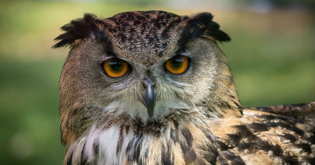 Gufo: cosa mangia, dove vive, varietà - GreenStyle