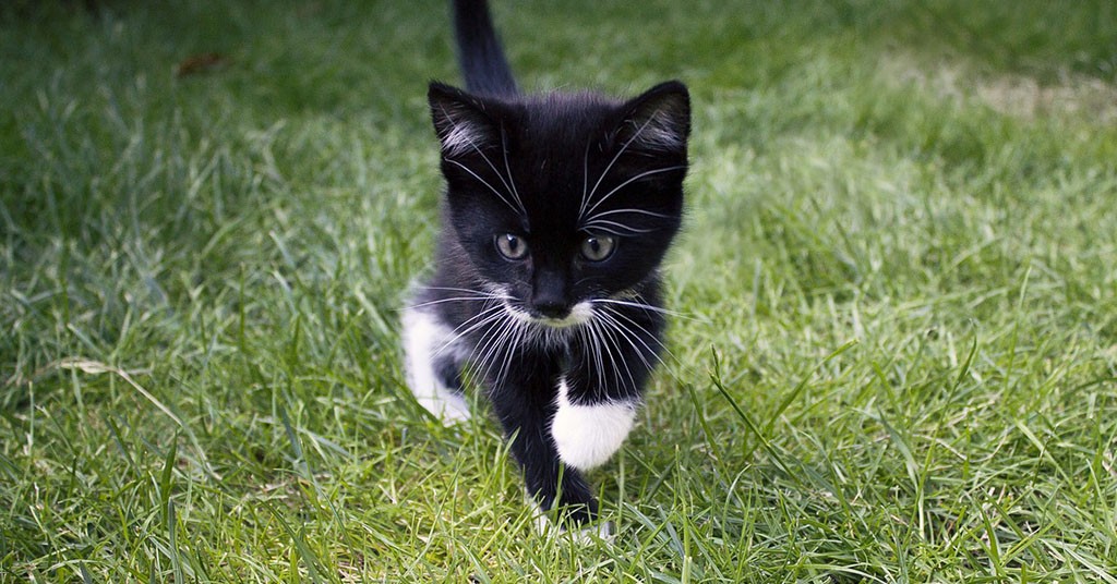 Gatti: come fermare un litigio - GreenStyle