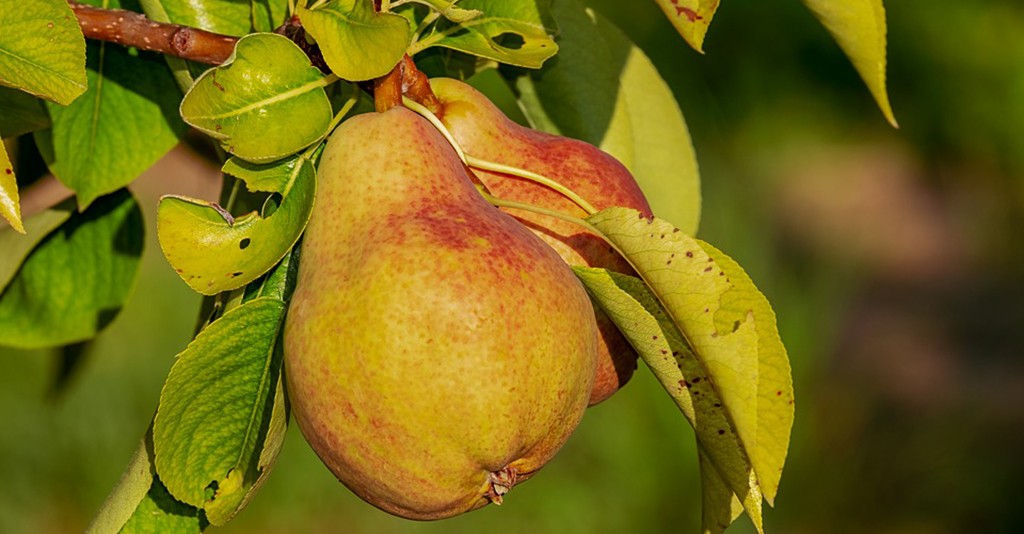 Pere Williams: proprietà, raccolta, ricette - GreenStyle