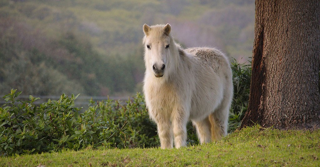 Pony: origini, razze e carattere - GreenStyle