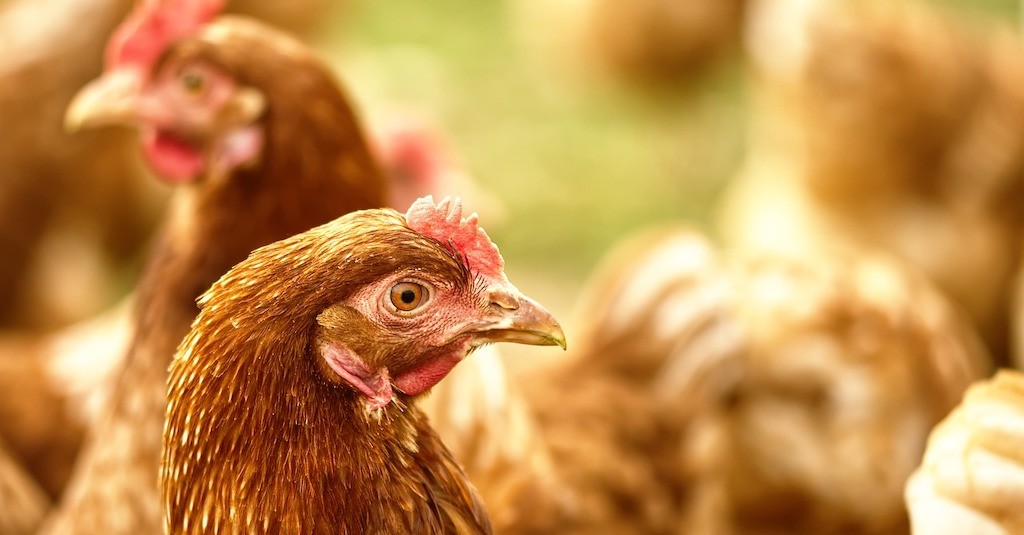 Gallina come animale da compagnia: cosa sapere - GreenStyle