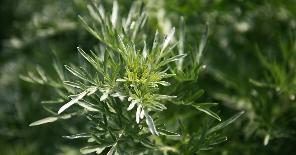 Assenzio (pianta): coltivazione e usi - GreenStyle