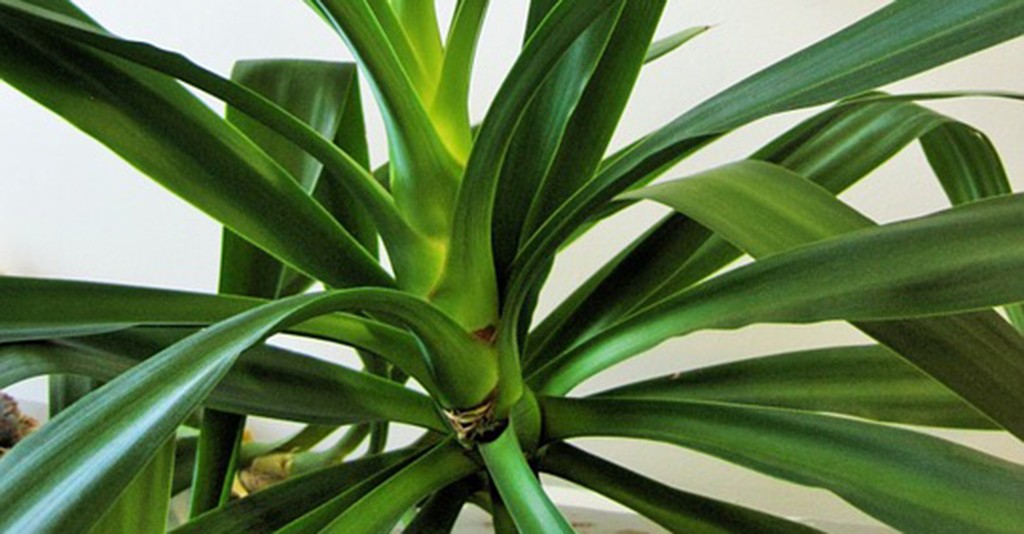 Yucca in vaso, cura della pianta - GreenStyle