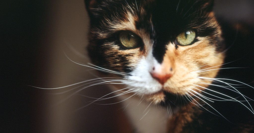 Gatto calico: significato, genetica, colori - GreenStyle
