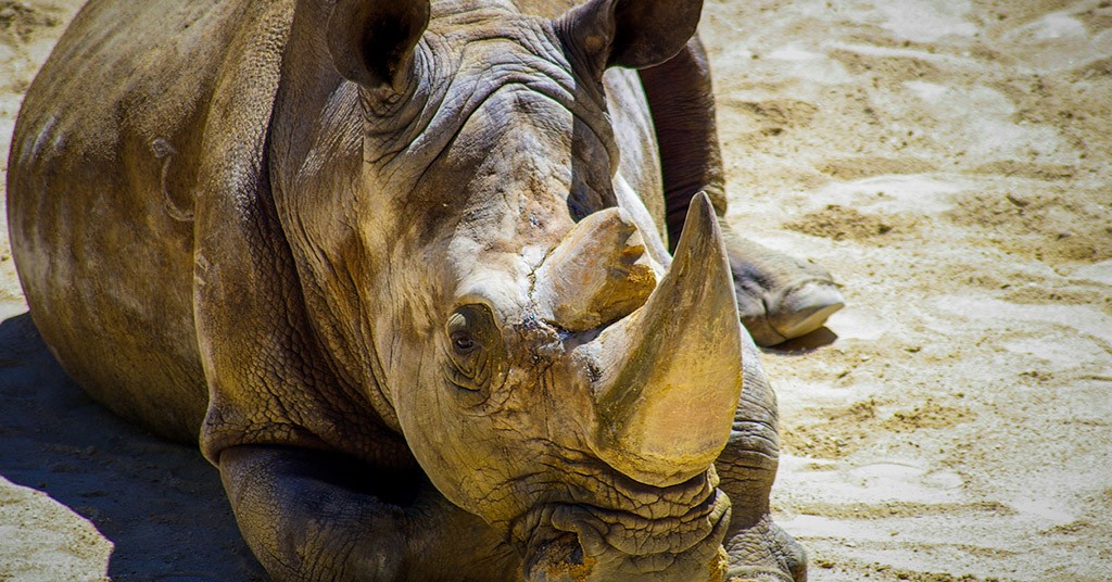 22 settembre, Giornata Mondiale del Rinoceronte - GreenStyle