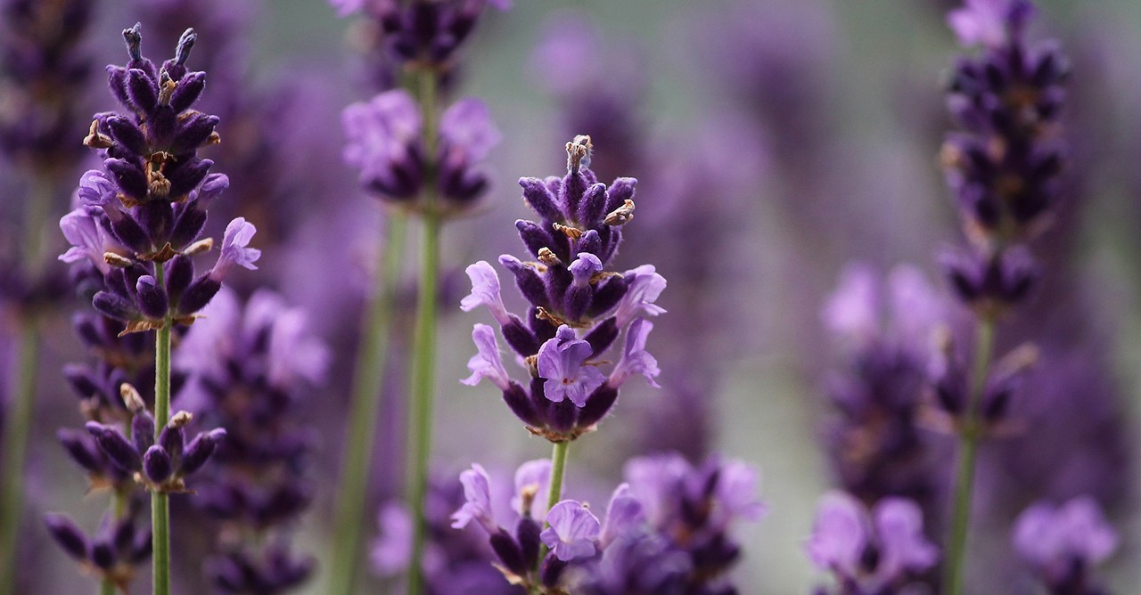 Piante profumate: quali per casa e giardino - GreenStyle