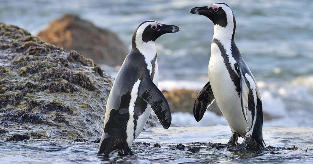 Pinguini: il loro linguaggio è simile a quello umano - GreenStyle