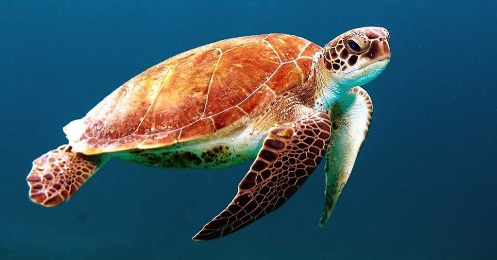 Tartarughe: il 50% delle specie rischia l'estinzione - GreenStyle