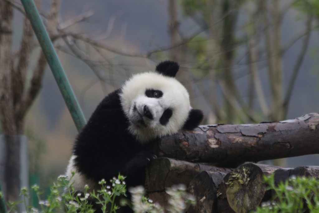 Cucciolo di panda: 10 curiosità che non sapevi - GreenStyle