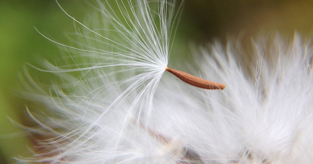 Meteo pollini: come leggere i dati - GreenStyle