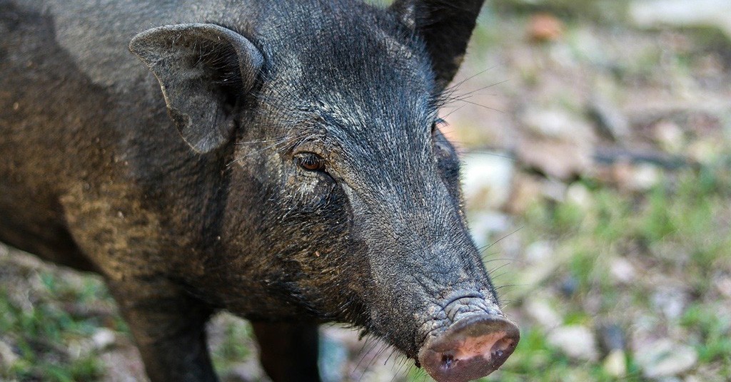Cinghiale insegue i passanti a Roma - GreenStyle