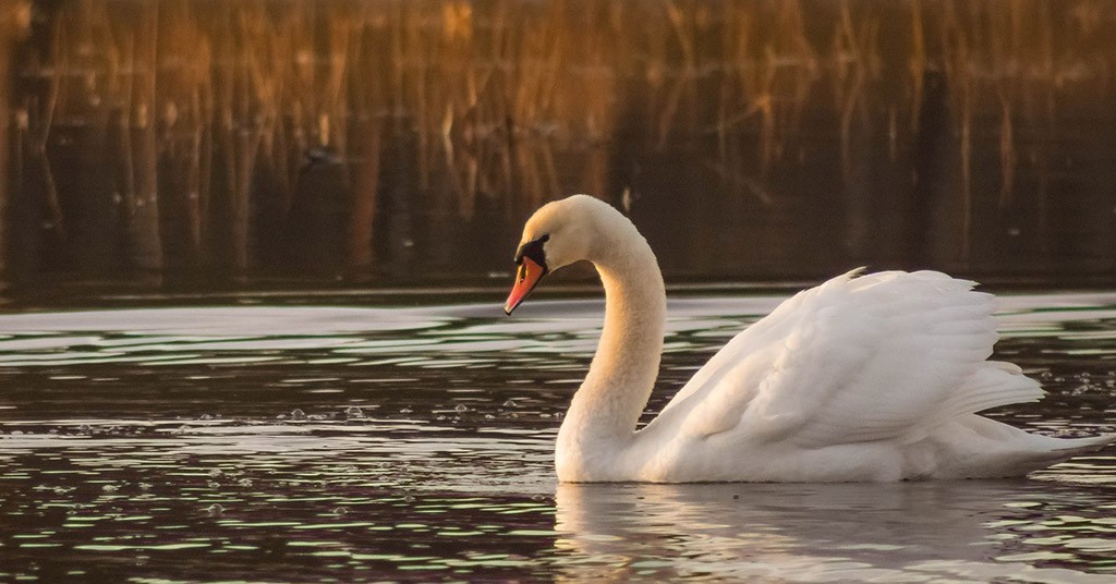 Cigno: quando è pericoloso per l'uomo - GreenStyle