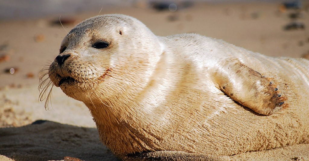 Cucciolo di foca preso a sassate dai bagnanti - GreenStyle