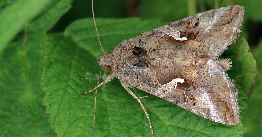 Falene: il vero significato simbolico - GreenStyle