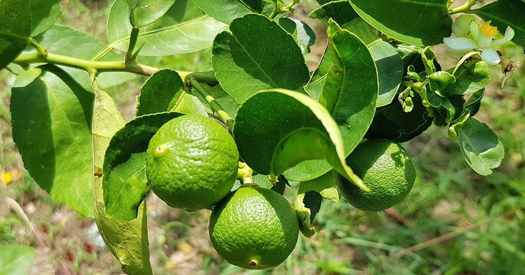 Combava: cosa è, come si mangia - GreenStyle