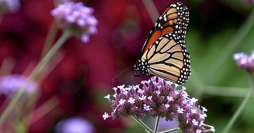 Farfalla monarca: caratteristiche e dove ammirarla - GreenStyle