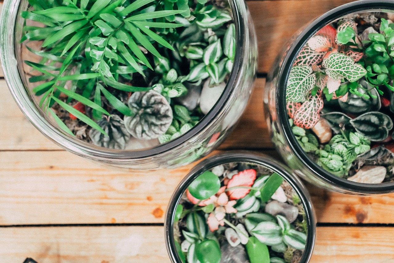 Terrario di piante: come gestirlo al meglio - GreenStyle
