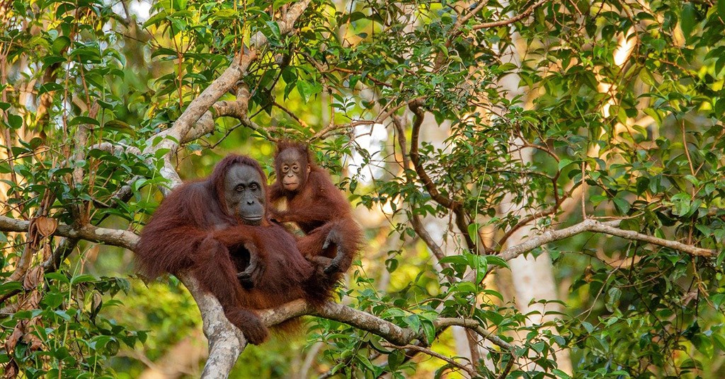 Bosco degli orango rasato al suolo in Indonesia - GreenStyle