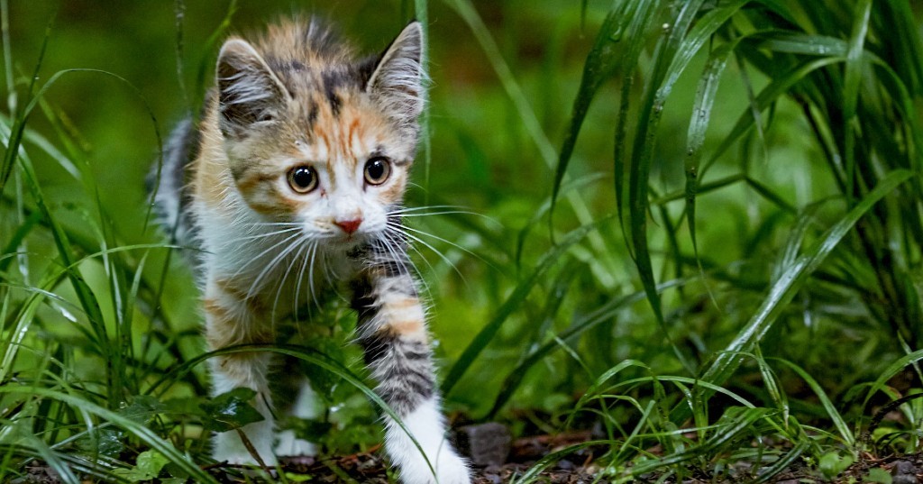 Gattina lo aspetta alla caffetteria ogni giorno, lui la adotta - GreenStyle