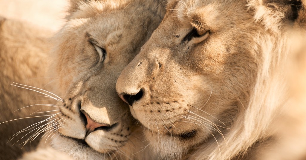 Leoni a rischio estinzione, -90% negli ultimi 100 anni - GreenStyle