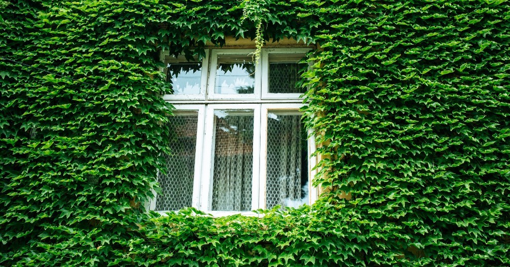 Eco design: verde colore del benessere, perché usarlo - GreenStyle