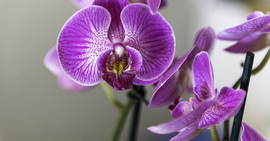 Orchidea: coltivazione, cura, benefici e usi - GreenStyle