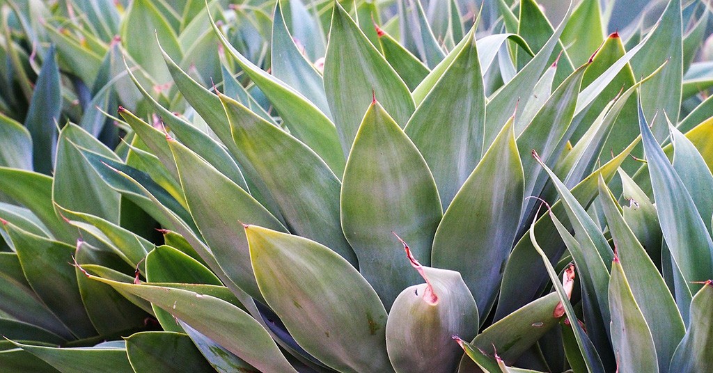 Agave: che pianta è, proprietà e come si cura - GreenStyle