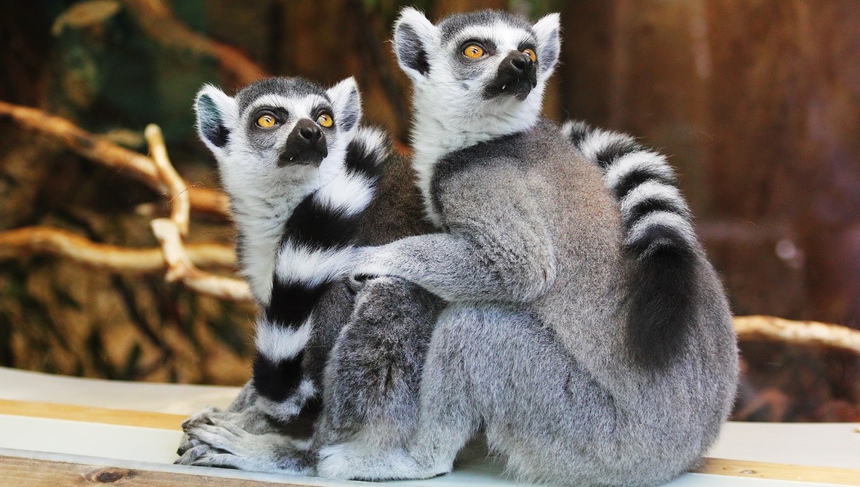 Lemure: a quale famiglia appartiene e curiosità - GreenStyle
