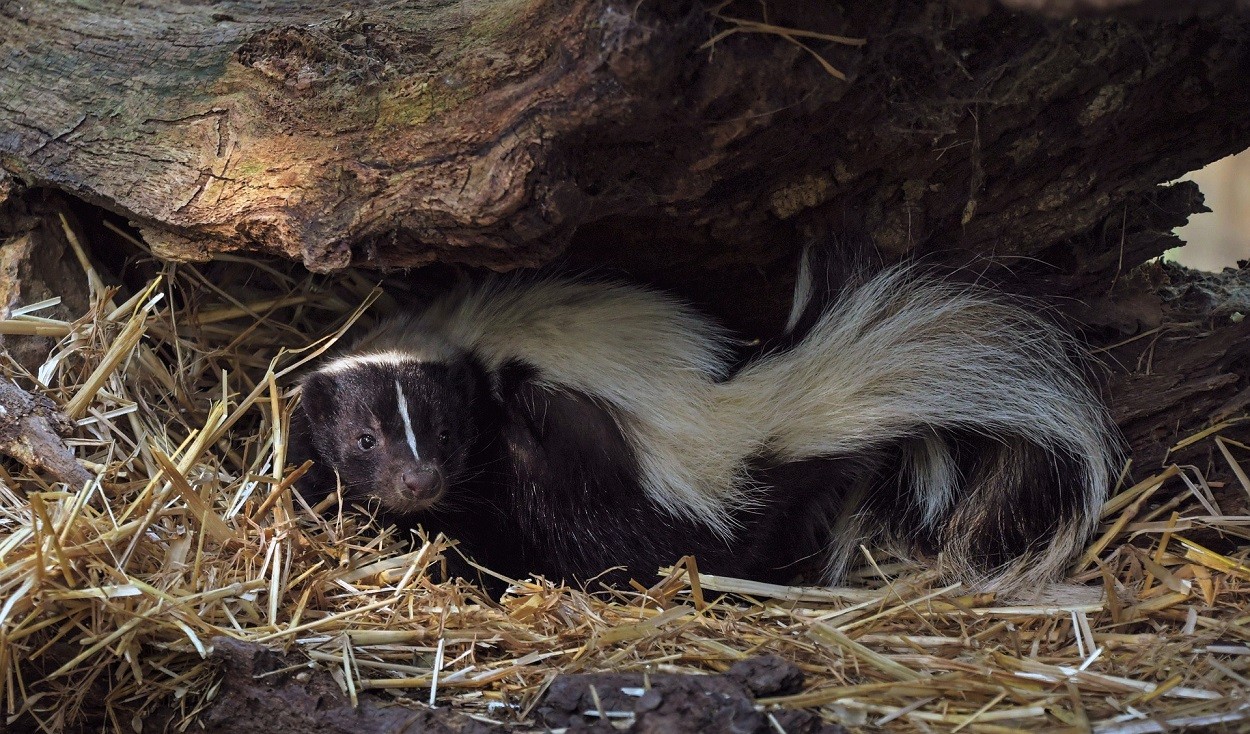 Puzzola: tipi, caratteristiche, alimentazione e habitat - GreenStyle