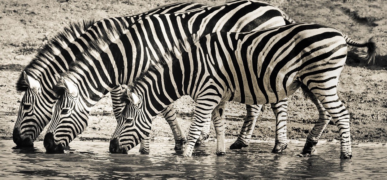 Zebra: identikit dell'animale più chic della Savana - GreenStyle