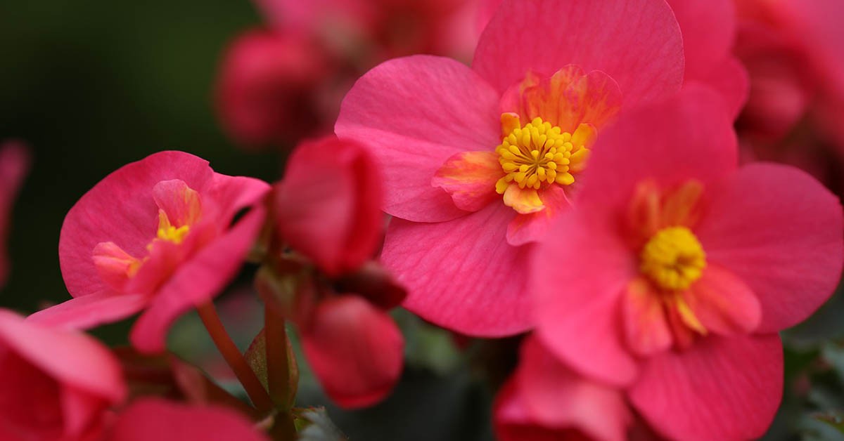 Begonie: come curarle e coltivarle al meglio - GreenStyle