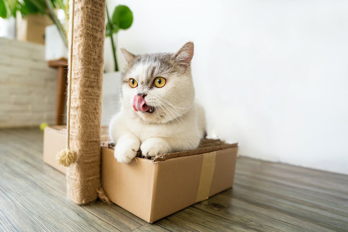 Munchkin: curiosità e cura del gatto bassotto - GreenStyle
