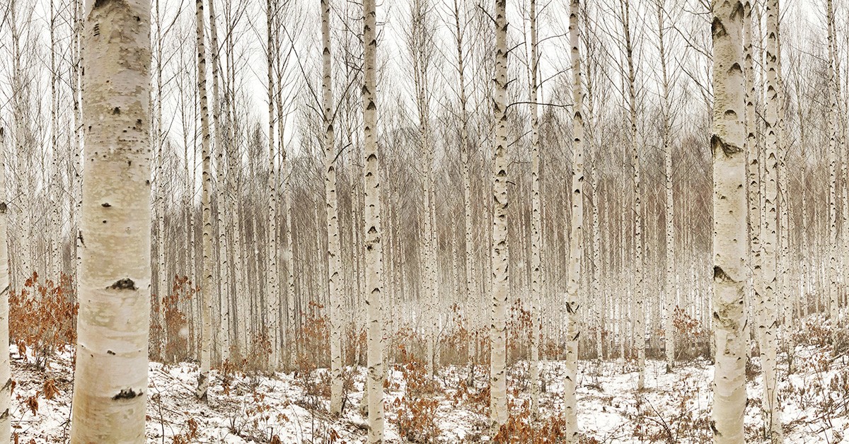 Betulla: proprietà curative e controindicazioni - GreenStyle