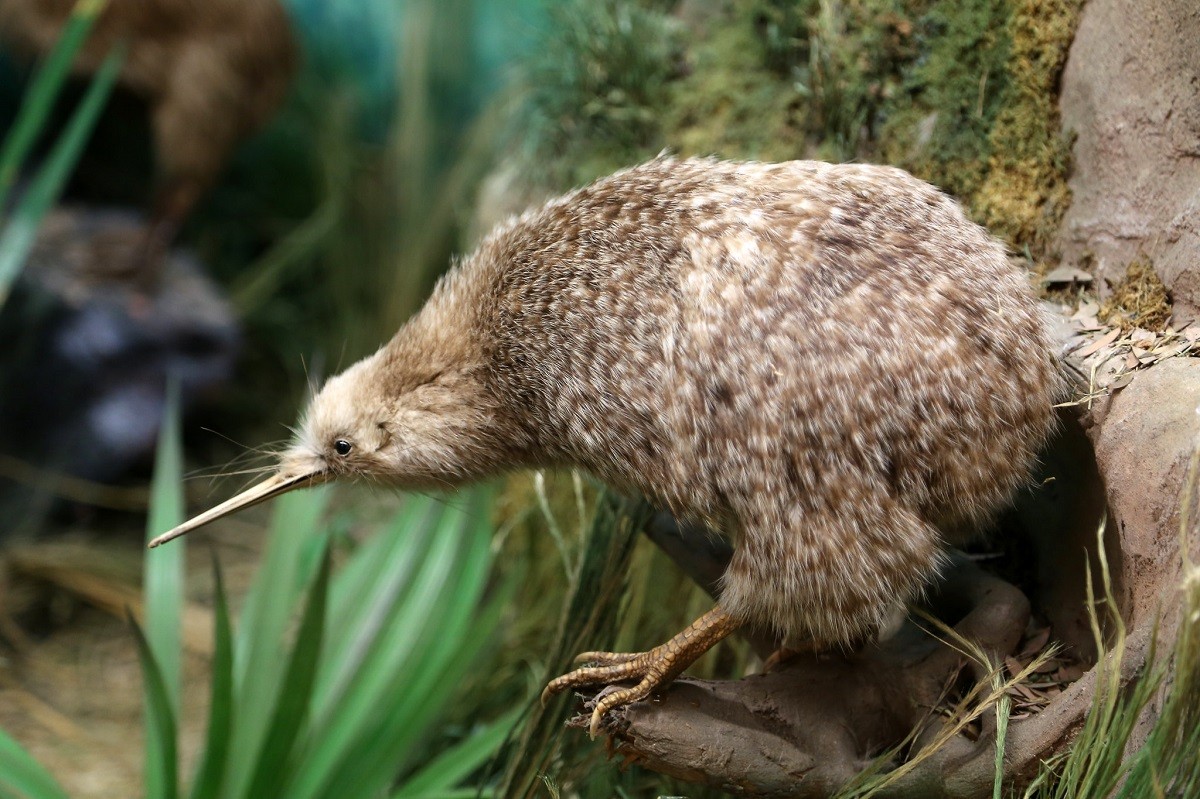Kiwi (animale): 10 curiosità che non puoi non sapere - GreenStyle