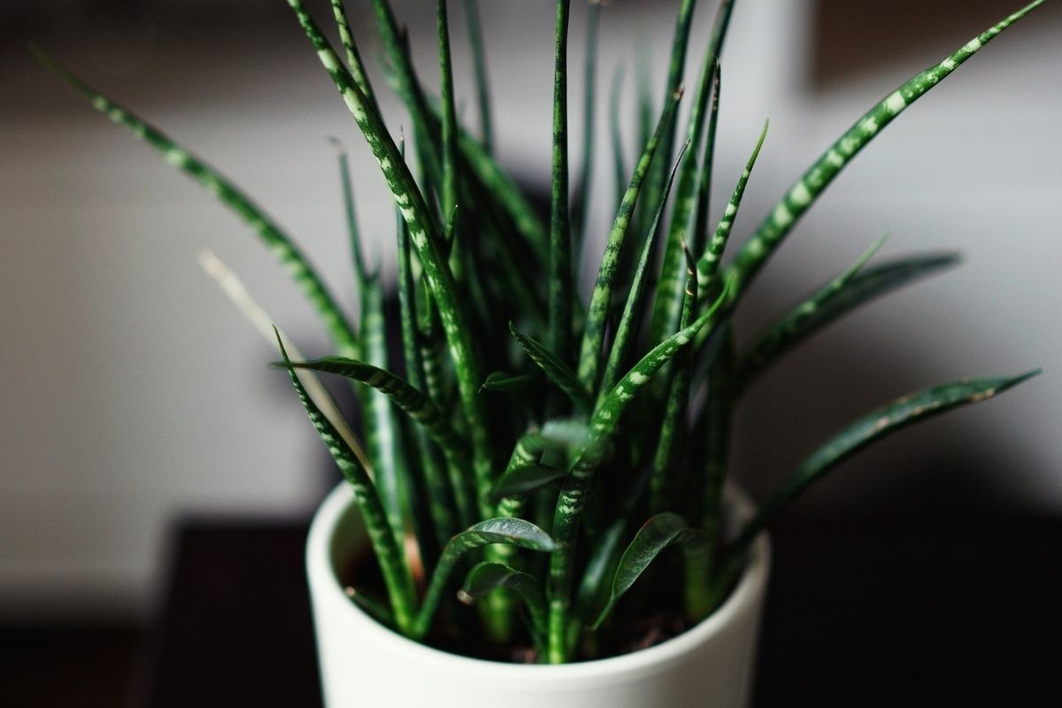 Sansevieria Cylindrica: come si cura questa pianta - GreenStyle