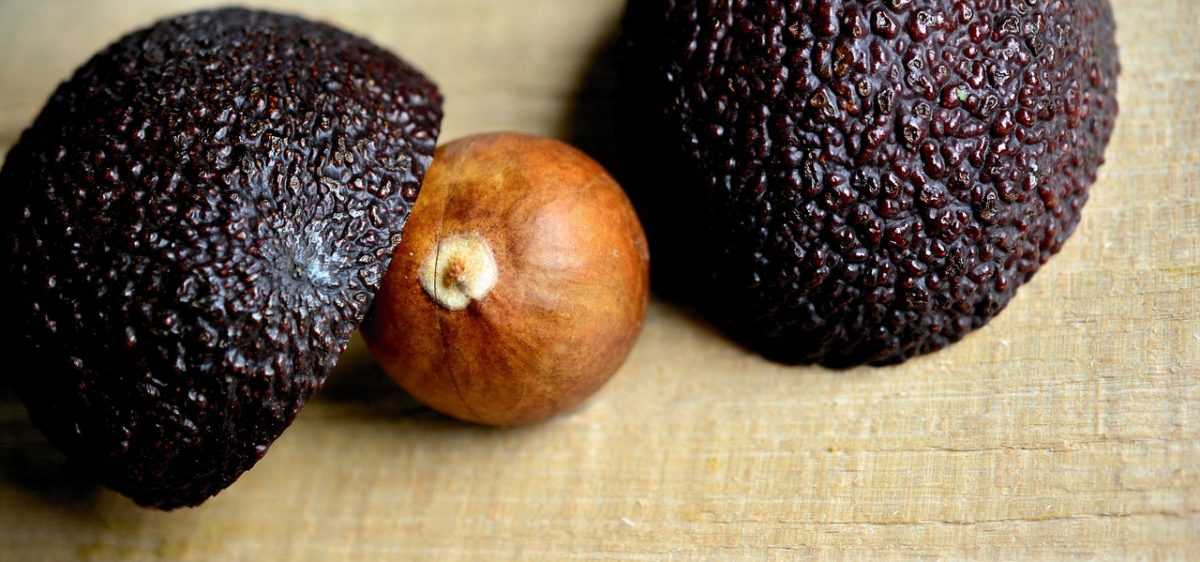 Pianta di avocado: coltivazione a partire dal seme - GreenStyle