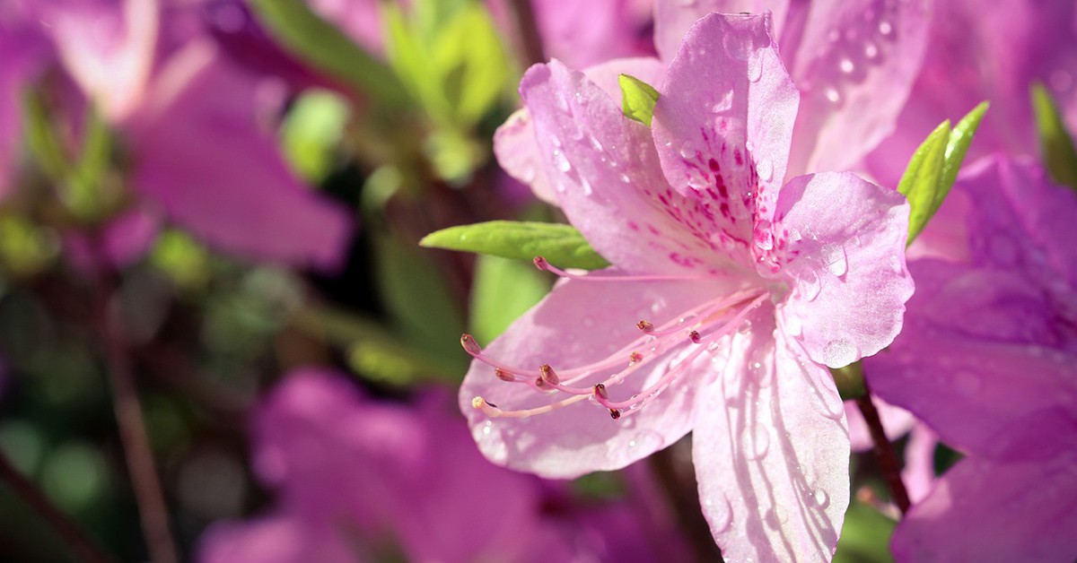 Azalea: cura e come coltivarla in vaso o in giardino - GreenStyle