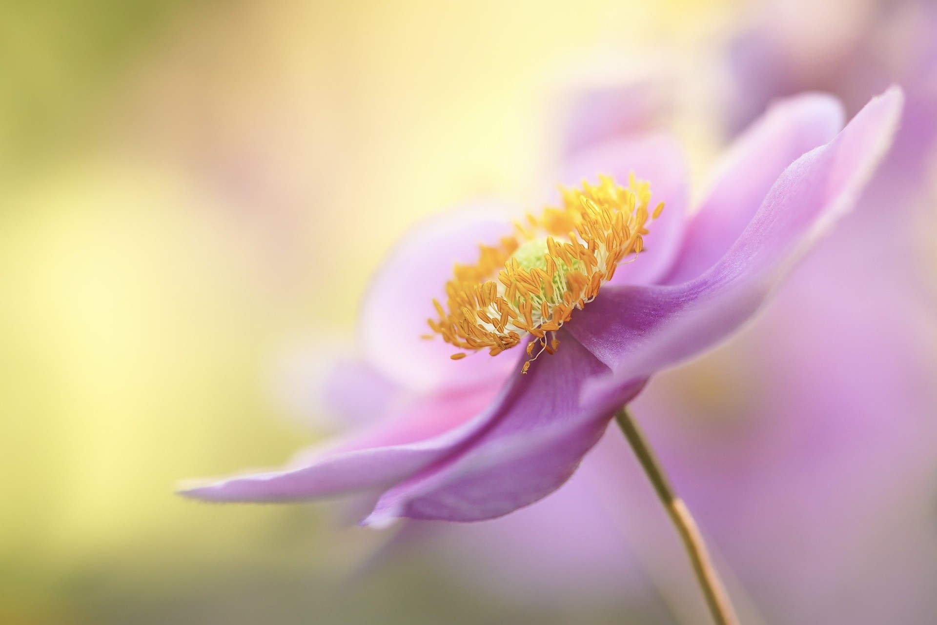 Anemone: come coltivare e curare la pianta - GreenStyle