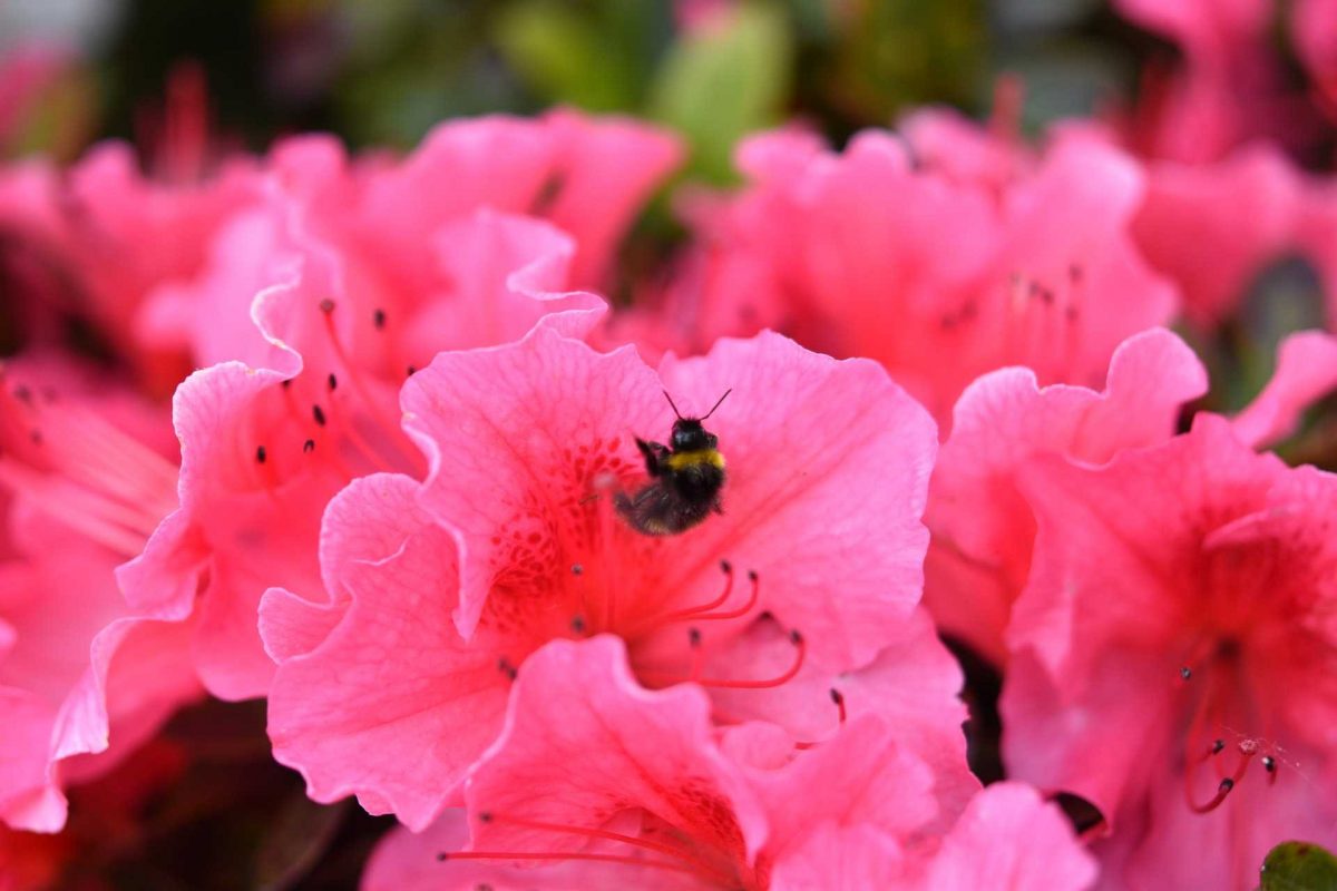 Rododendro: come coltivarlo, fioritura e cure - GreenStyle