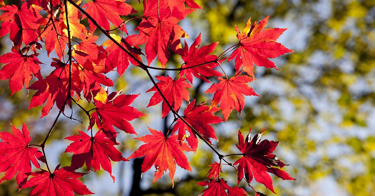 Acero rosso: caratteristiche e cura della pianta - GreenStyle