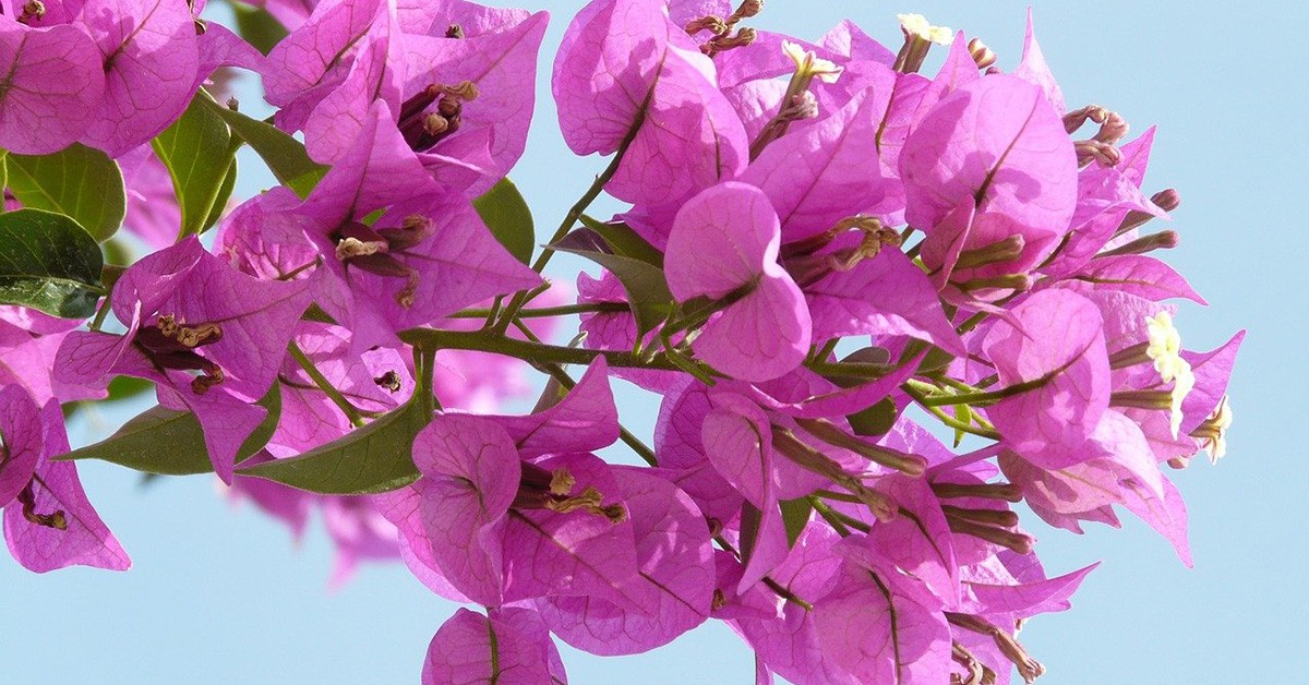 Bouganville: caratteristiche e coltivazione - GreenStyle