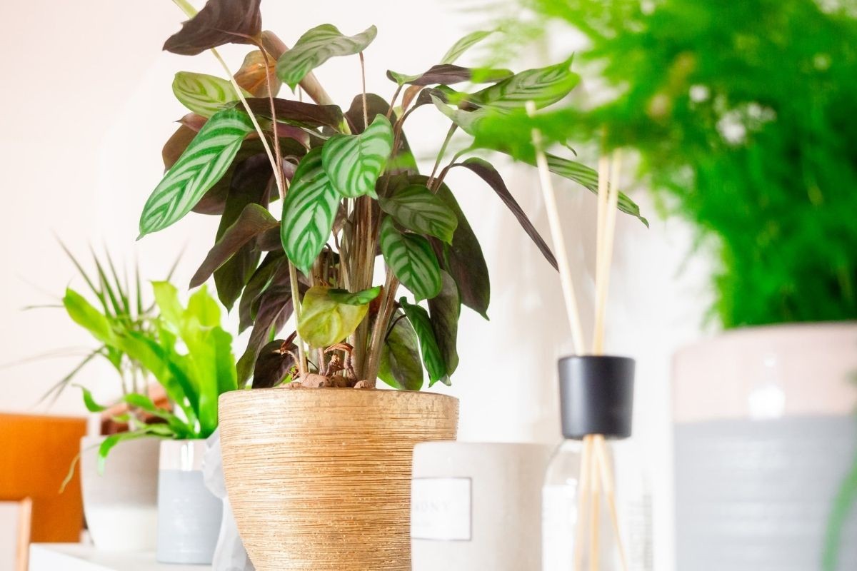 Calathea: tipologie, coltivazione e cura della pianta - GreenStyle