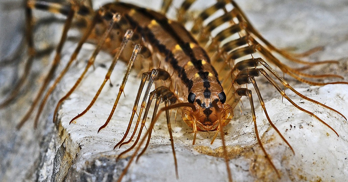 Scutigera in casa: rimedi e cosa sapere su questo animale