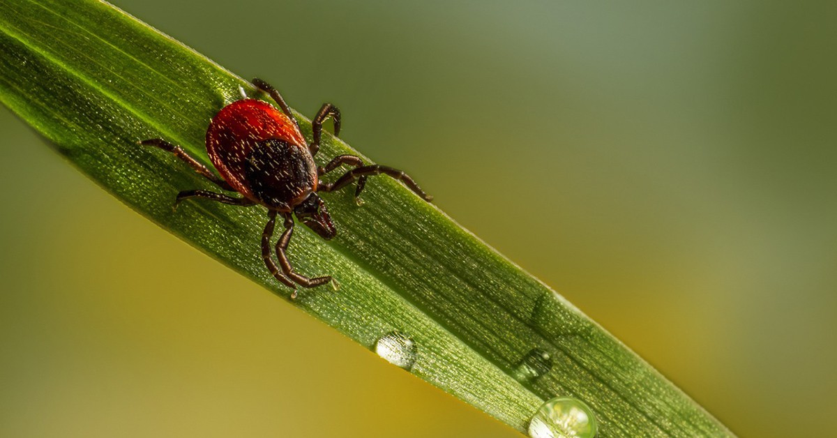 Puntura di zecca: come si cura e cosa provoca all'uomo - GreenStyle