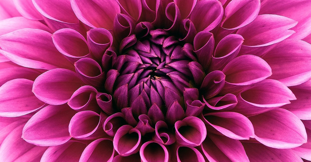 Dalia, coltivazione e cura - GreenStyle
