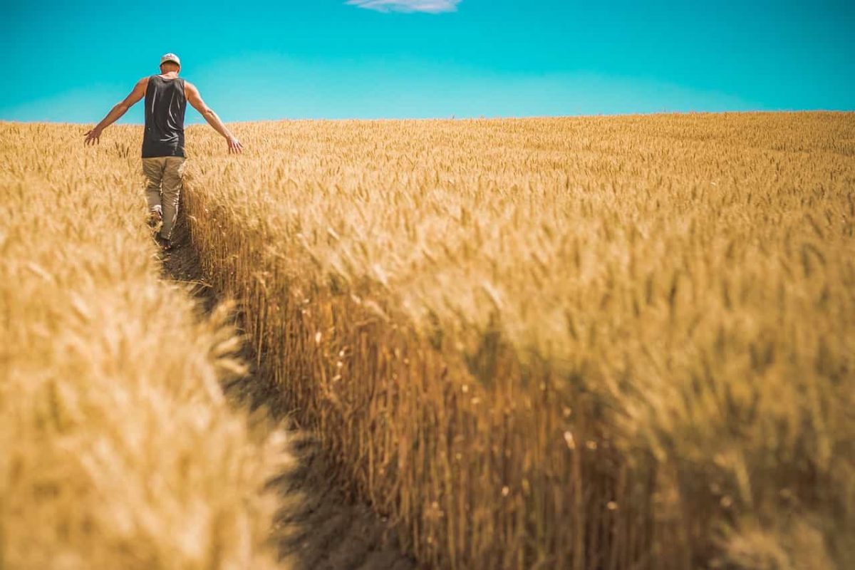 Graminacee: quali sono e cosa fare in caso di allergia - GreenStyle