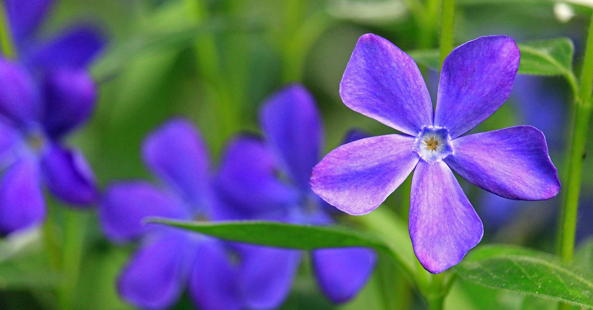 Pervinca: coltivazione e cura - GreenStyle
