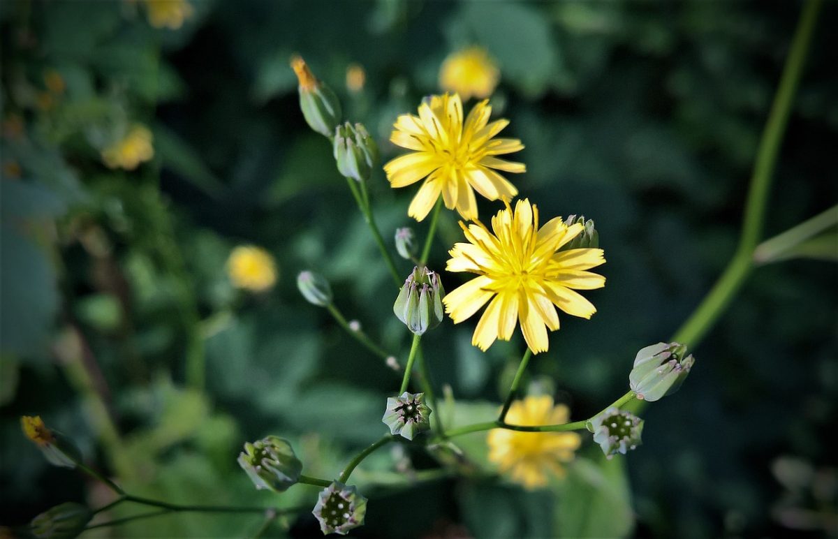 Pilosella: proprietà curative e controindicazioni - GreenStyle