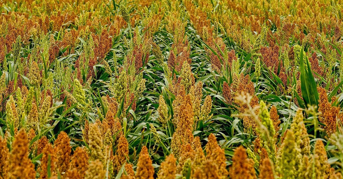 Sorgo: cos'è, proprietà e come si cucina - GreenStyle