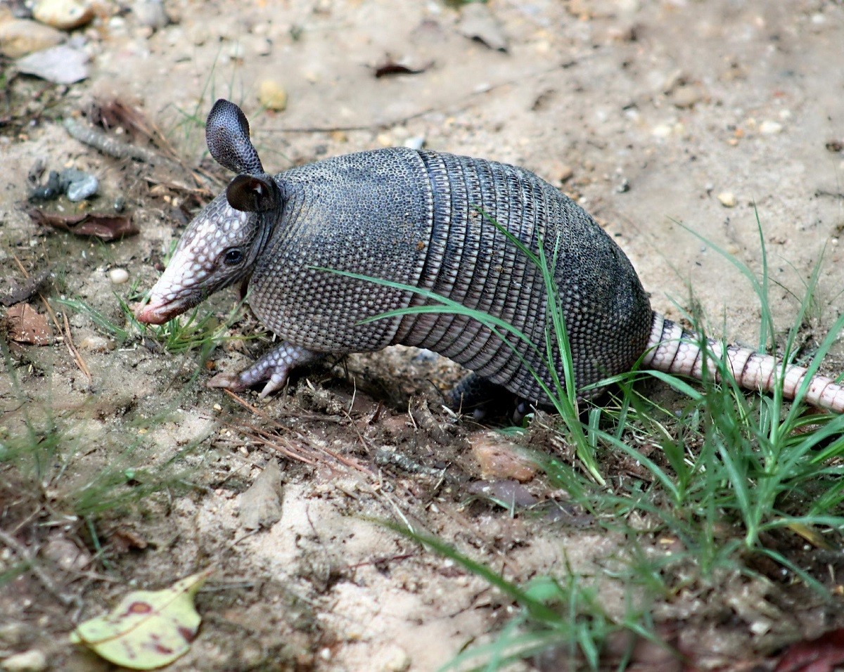 Armadillo: caratteristiche e curiosità - GreenStyle